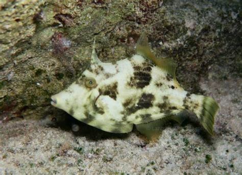 40 Grey Triggerfish Foto Stok Potret And Gambar Bebas Royalti Istock