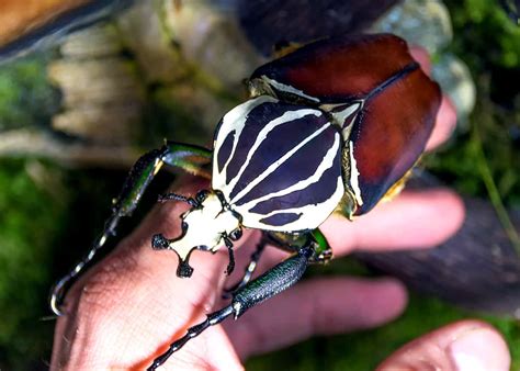 32 Goliath Beetle Facts Ultimate Guide To All 5 Species Everywhere Wild