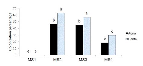 The Effect Of In Vitro Mycorrhization On Root Colonization In Potato