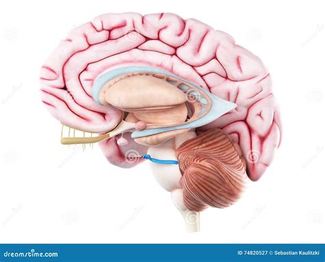 Trigeminal Nerve Anatomical Vector Illustration Diagram With Human Head Cross Section