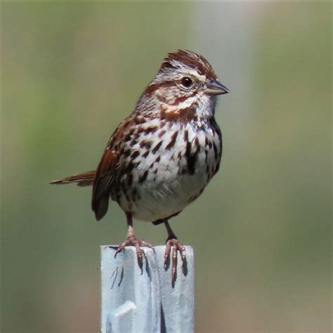 Fall Sparrow Migration Mcrcd