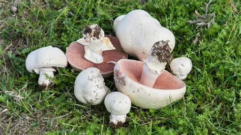 15 Edible Wild Mushrooms For Foraging Enthusiasts
