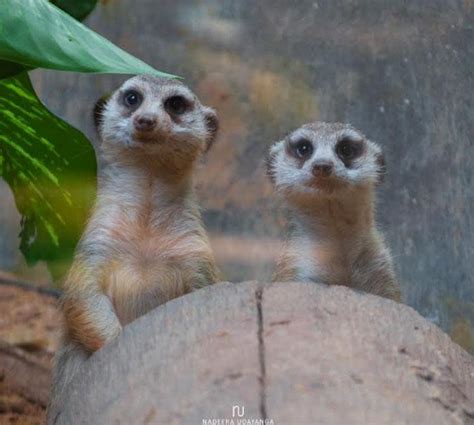 දෙහිවලින් ජනතාව හමුවට එන අලුත් අමුත්තෝ Ada Online