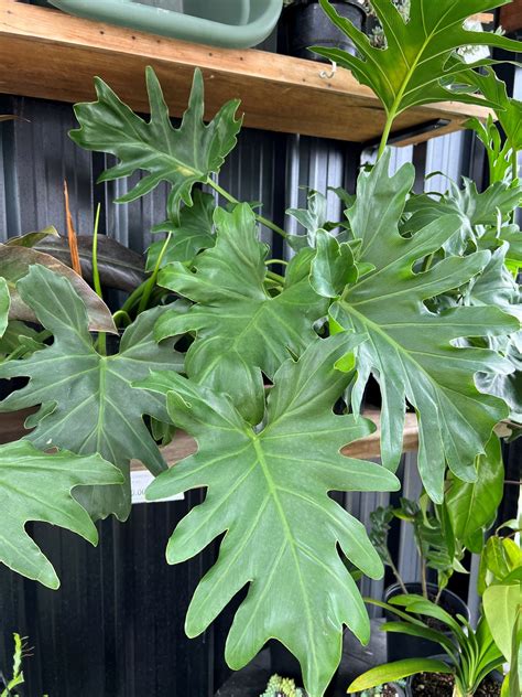 Philodendron Selloum Landscape Supply Co