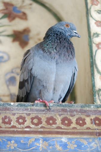 클로즈업 이미지 남성 야생 국내 회색 비둘기 퍼 칭공공 인도 사원에서 중첩 비둘기 사진 눈 부리 발 다리 건강 한 흰색 코 성가신 부식성 배설물 조류 제어 야생 회색