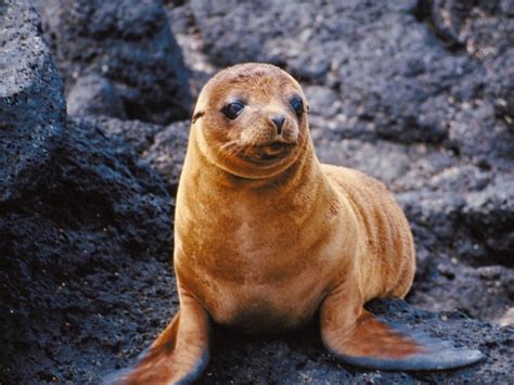 King The Yacht Club Sea Lion Pup Rereleased Into Ocean Redondo Beach