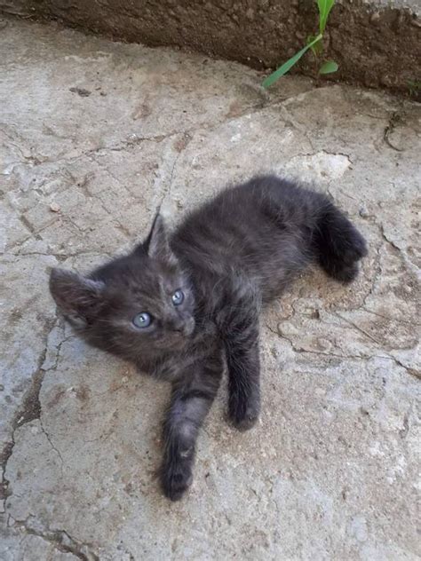 Три малки котета търсят дом Котки Обяви за осиновяване