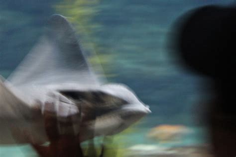 Sq Online Bioengineering Of The Future Optogenetics