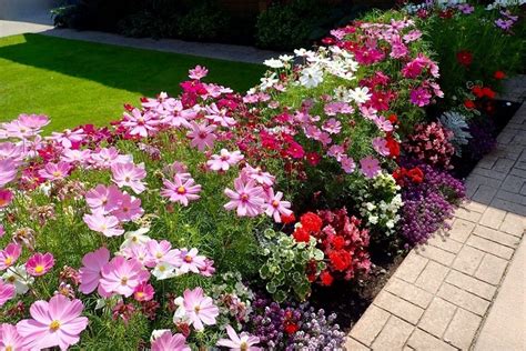 ТОП 10 неприхотливых цветов для дачи которые не требуют постоянного ухода