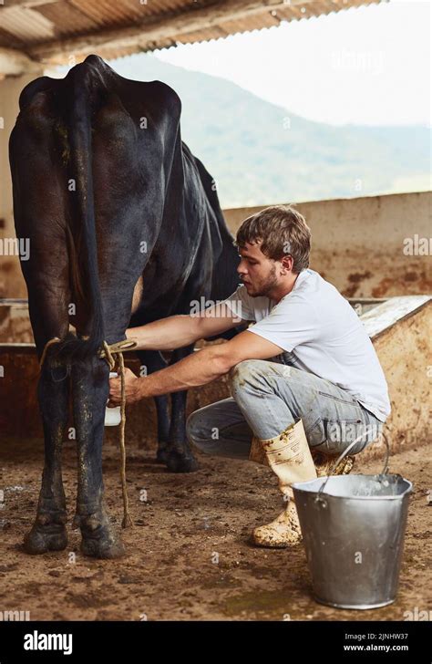 Part Of My Daily Routine A Young Male Farmer Milking A Cow Inside A