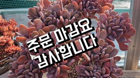 이쁜다육 착한가격 2000원에 득탬 다육식물 다육이판매 Youtube
