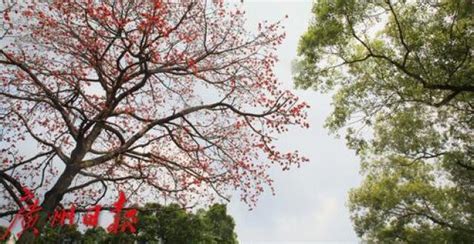 广州进入强对流多发季节，预计周末出现今年首场强对流天气腾讯新闻