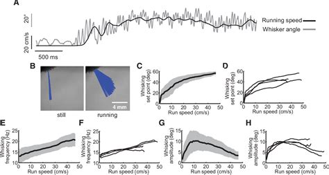 Figure 4 From Natural Whisker Guided Behavior By Head Fixed Mice In Tactile Virtual Reality