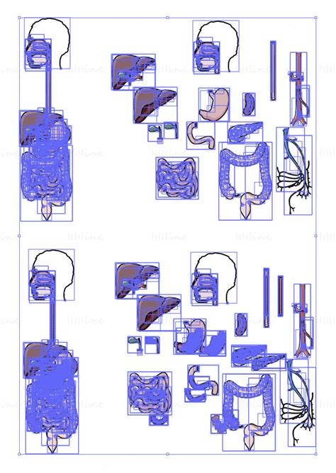 Exploded View Of Digestive Apparatus Vector