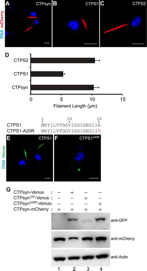 Expression Of Drosophila And Human Ctp Synthase Proteins Expression Of Download Scientific