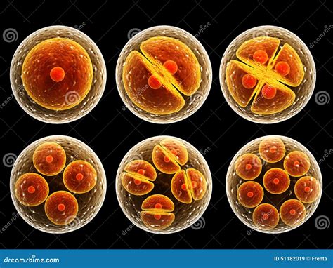 Process Division Of Cell Stock Illustration Illustration Of Partition 51182019