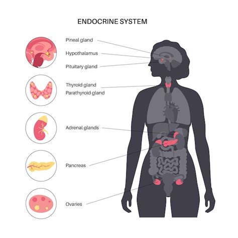 Sistema Endocrino Humano Vector Premium