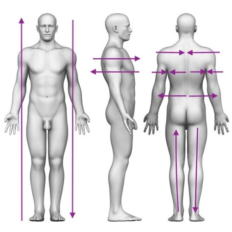 Midterm Anatomical Position Diagram Quizlet