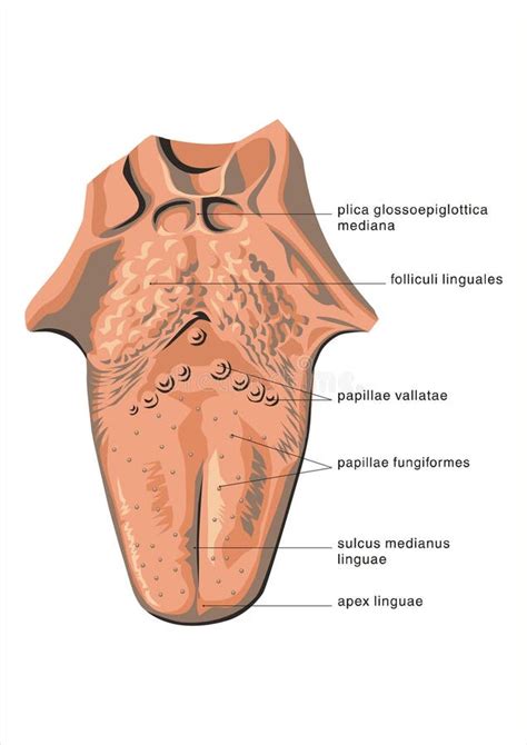 Structure Of Tongue Stock Illustration Illustration Of Areas