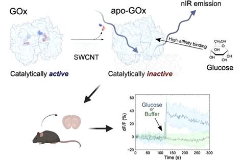 Tissue Integrated Sensitive Glucose Nanosenor Uses Inactive Glucose