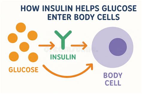 Simplified Diagram Of Insulin And Glucose Interaction Showing How Insulin Facilitates Glucose