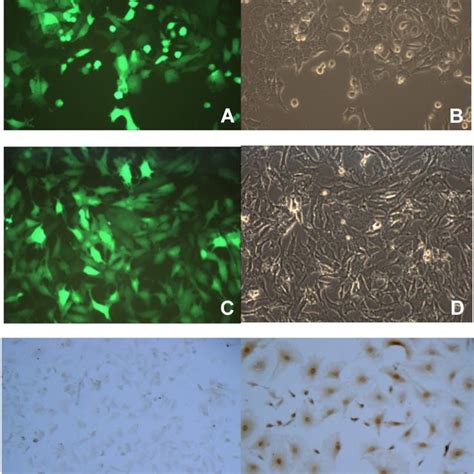 Induction Of Transgene By Doxycycline Dox In Breast Cancer Cells Download Scientific Diagram