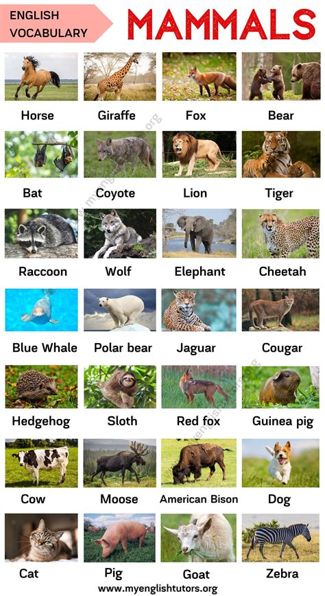 7 Letter Mammals Names Letter Structure Basics