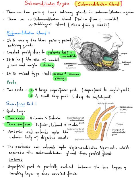 Submandibular Region Salivary Gland Pdf Human Anatomy Human