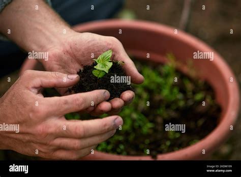 A Male Farmer Holds A Tree Seedling In His Hand To Plant In The Vegetable Plot Seedling Plant