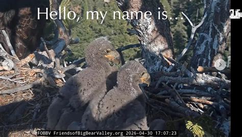 Jackie And Shadows Eaglets Names Announced Say Hello To Sandy And Luna