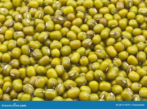 Green Gram Crop In The Field Or Moong High Protein Green Mung Beans Plant In Garden Agriculture