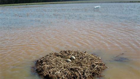 These Eggs Are Spying On Whooping Cranes To Boost Survival