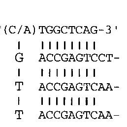 Alignment Of The Sequences Of Universal Amplification Primers F And Download Scientific