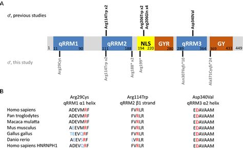 Location Of Identified Hnrnph2 Variants In Male Individuals A