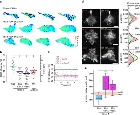 Integrin Tension Depends On Both Npxf Motifs A Representative Fret Download Scientific