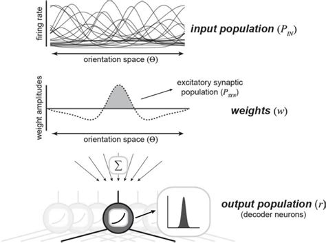 Unraveling Functional Diversity Of Cortical Synaptic Architecture Through The Lens Of Population