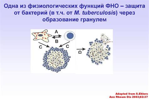Цитокины - презентация онлайн