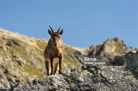 젊은 여성 알파인 카프 라 아이 벡 스 카메라를 보고 하늘을 바라보는 돔 레이 산의 하이 록스 스톤에 서 있었다 북 코 카 서 러시아 갈색에 대한 스톡 사진 및 기타 이미지