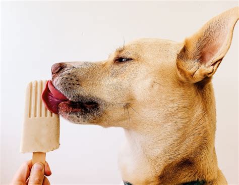 How To Make Pupsicles Homemade Dog Popsicles Wellness Pet Food