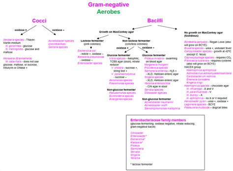 Micro Aerobic Vs Anaerobic Bacteria Iheartpathology Hot Sex Picture