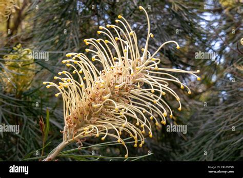 Sydney Australia Native Australian Grevillea With Pale Yellow Flower