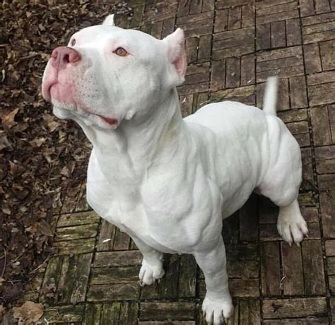 White Cane Corso Puppies For Sale Rare And Healthy Corso Puppies