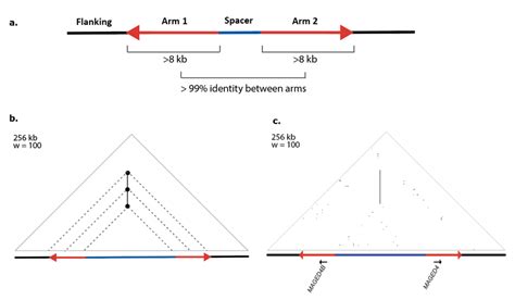 Overview Of Human X Chromosome Palindromes A Schematic Of A Download Scientific Diagram