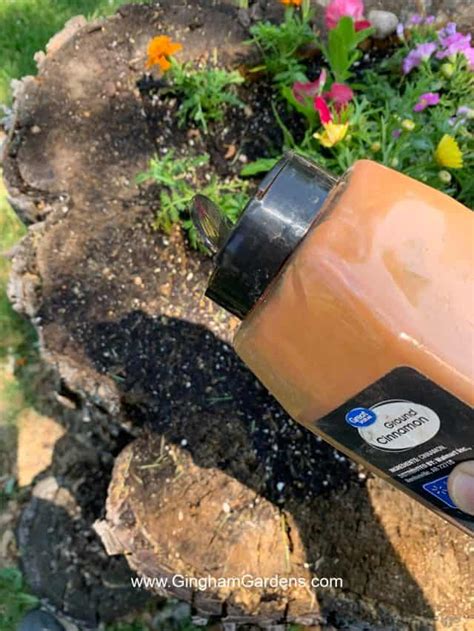 How To Make A Tree Stump Planter Lots Of Creative Ideas Gingham Gardens