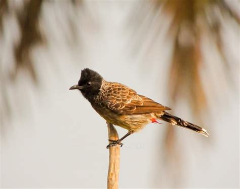 The Leafhopper Nymph From Ecuador Animalporn