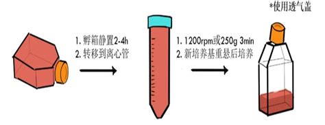 RAW264 7 小鼠单核巨噬细胞白血病细胞 培养建议 技术文章 技术支持 南京森贝伽生物科技有限公司