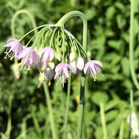 Allium Cernuum Ginos Nursery