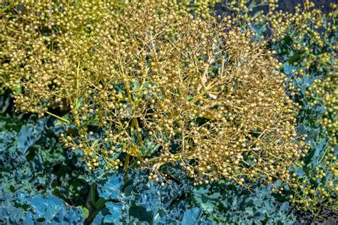 รูปภาพcrambe เลือกดูภาพถ่ายสต็อก เวกเตอร์ และวิดีโอ377 Adobe Stock