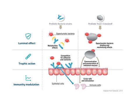 Proven Complementary Effect Of Probiotic Yeast And Bacteria