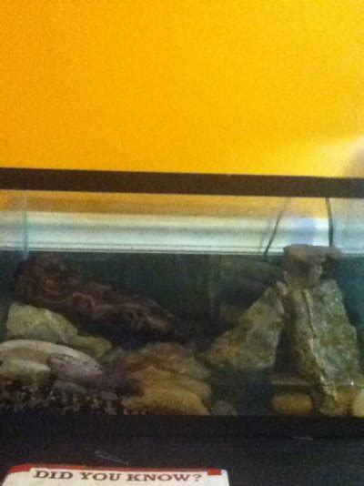 Fire Bellied Toad Setup Aquarium Advice Forum Community